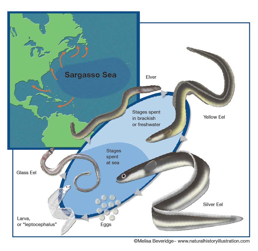 Elusive silver eel migrations detected in the Chesapeake mainstem for ...